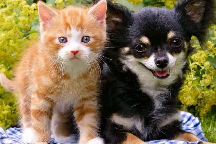 World of Pets – OUTSMARTED UK